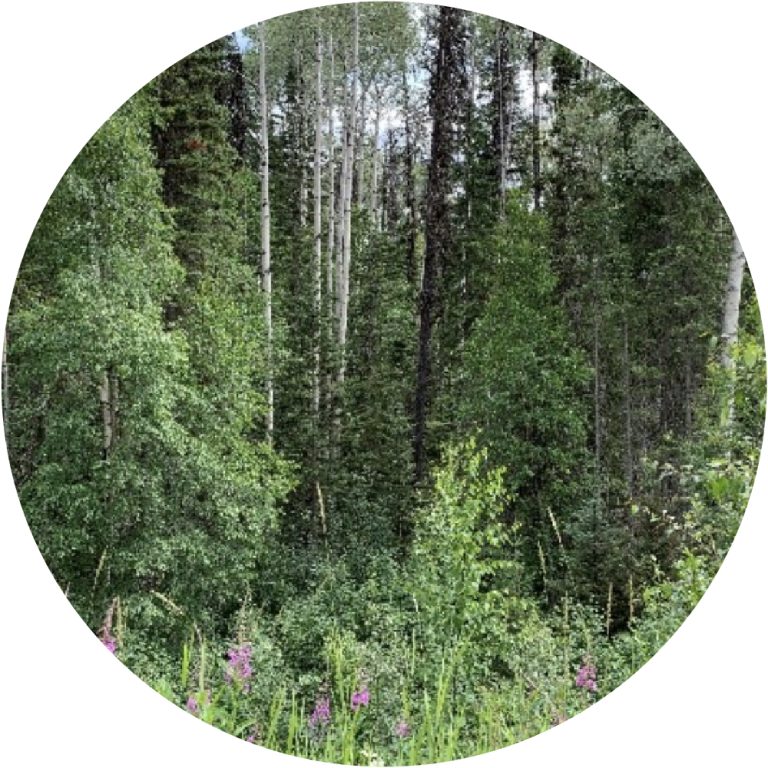 British Columbia’s Forests are a Green Energy Powerhouse – Forestry ...